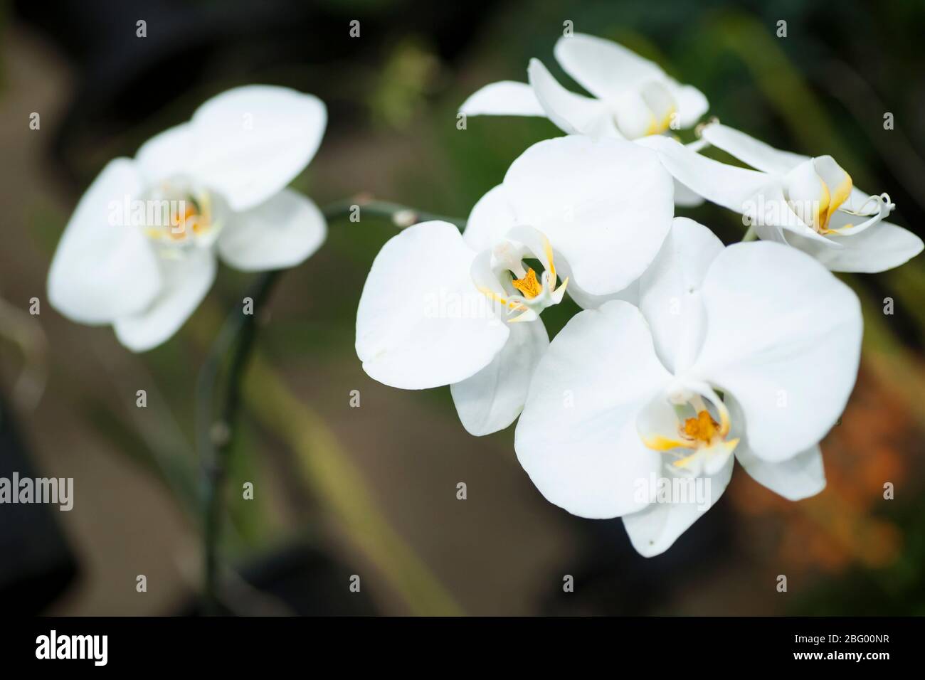 Horizontal close-up view of the white flowers of an orchid Stock Photo ...
