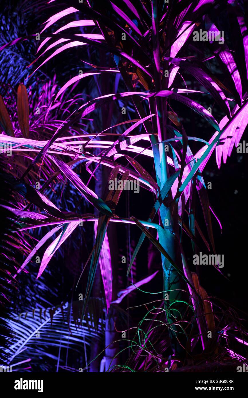 Vertical night view of a light show on conservatory plants Stock Photo ...