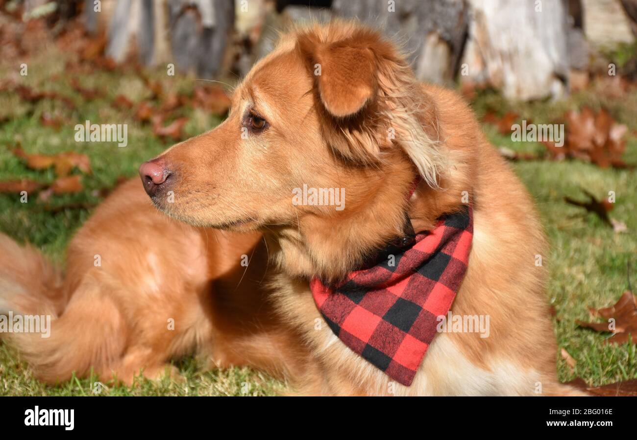 Toller down hi-res stock photography and images - Alamy