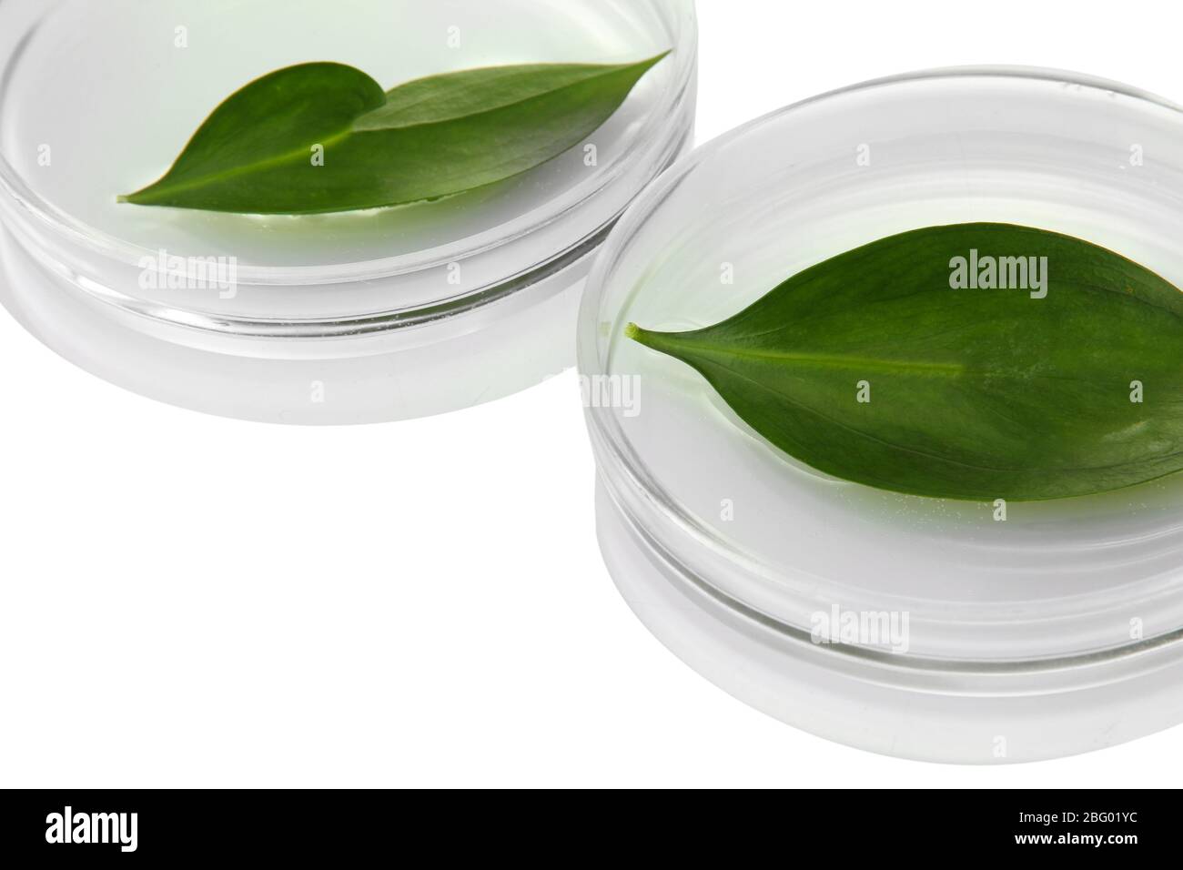 Genetically modified leaves tested in petri dishes isolated on white ...