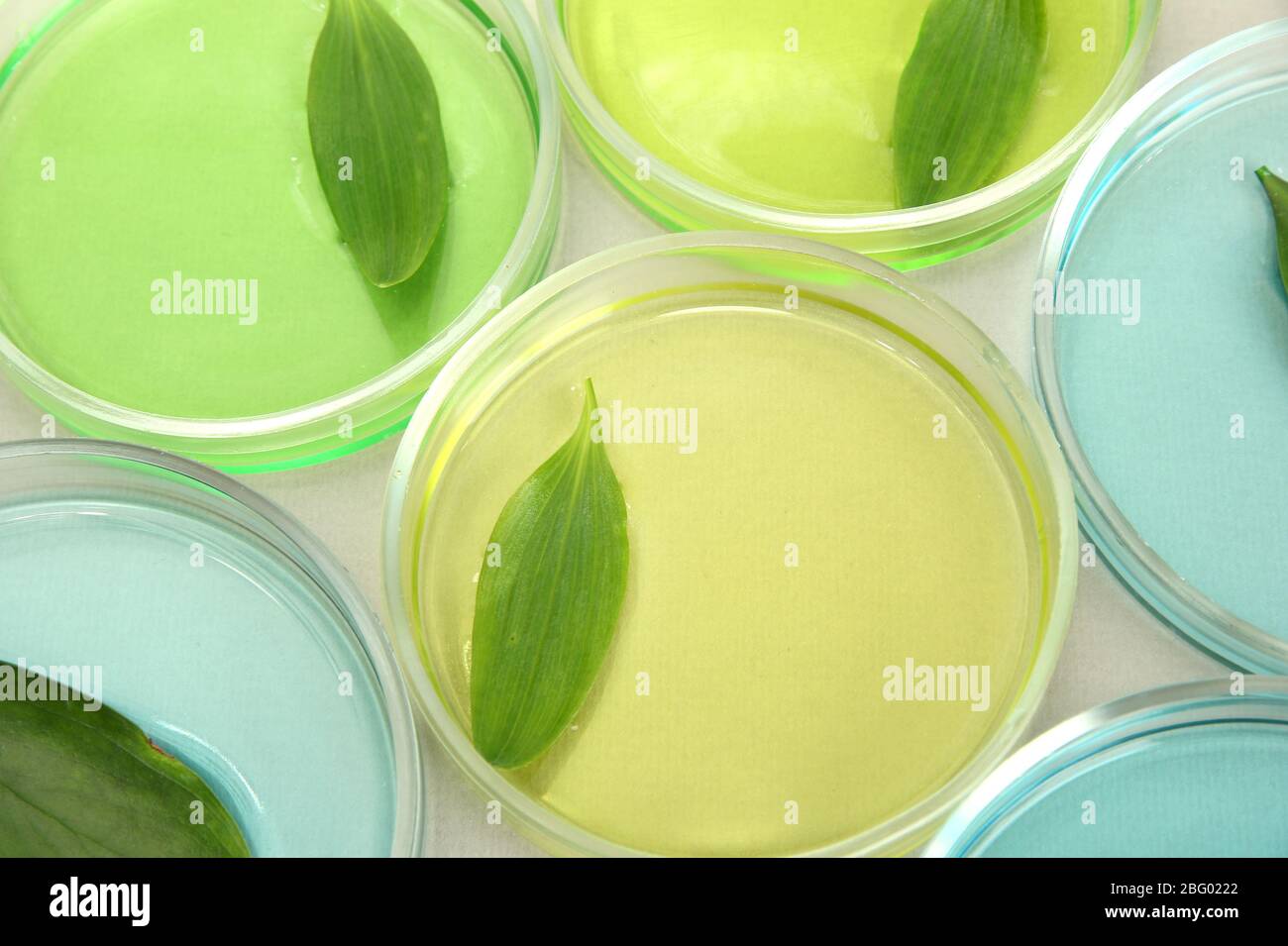 Genetically modified leaves tested in petri dishes, on grey background ...