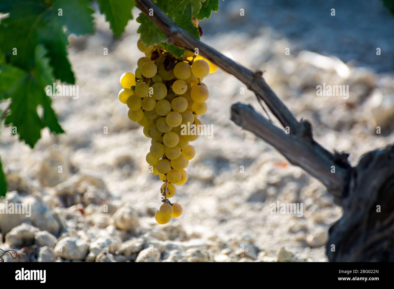 Ripe white grape growing on special light soil in Andalusia, Spain ...