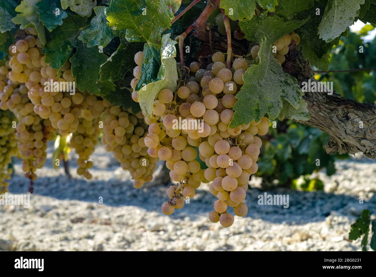 Ripe white grape growing in vineyard in Andalusia, Spain, sweet pedro ...