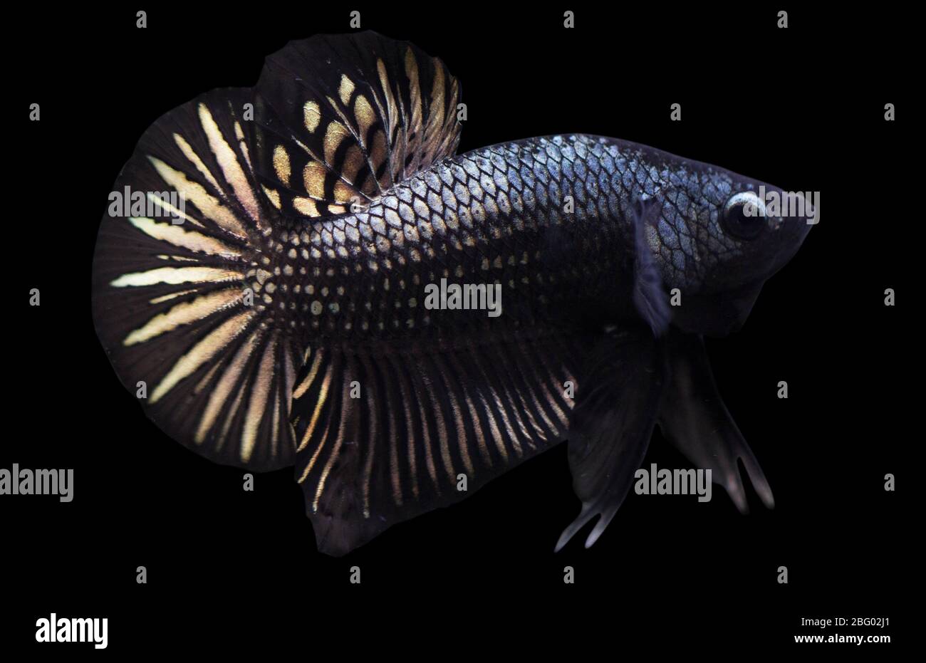 Betta Black Copper Halfmoon Plakat HMPK Male or Plakat Fighting Fish Splendens On Black ...