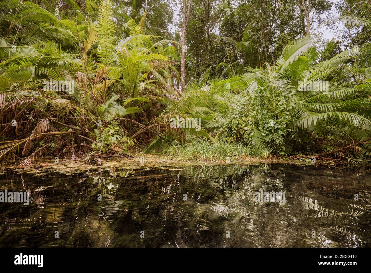 View of the bush in wetlands and reflection in the water Stock Photo ...