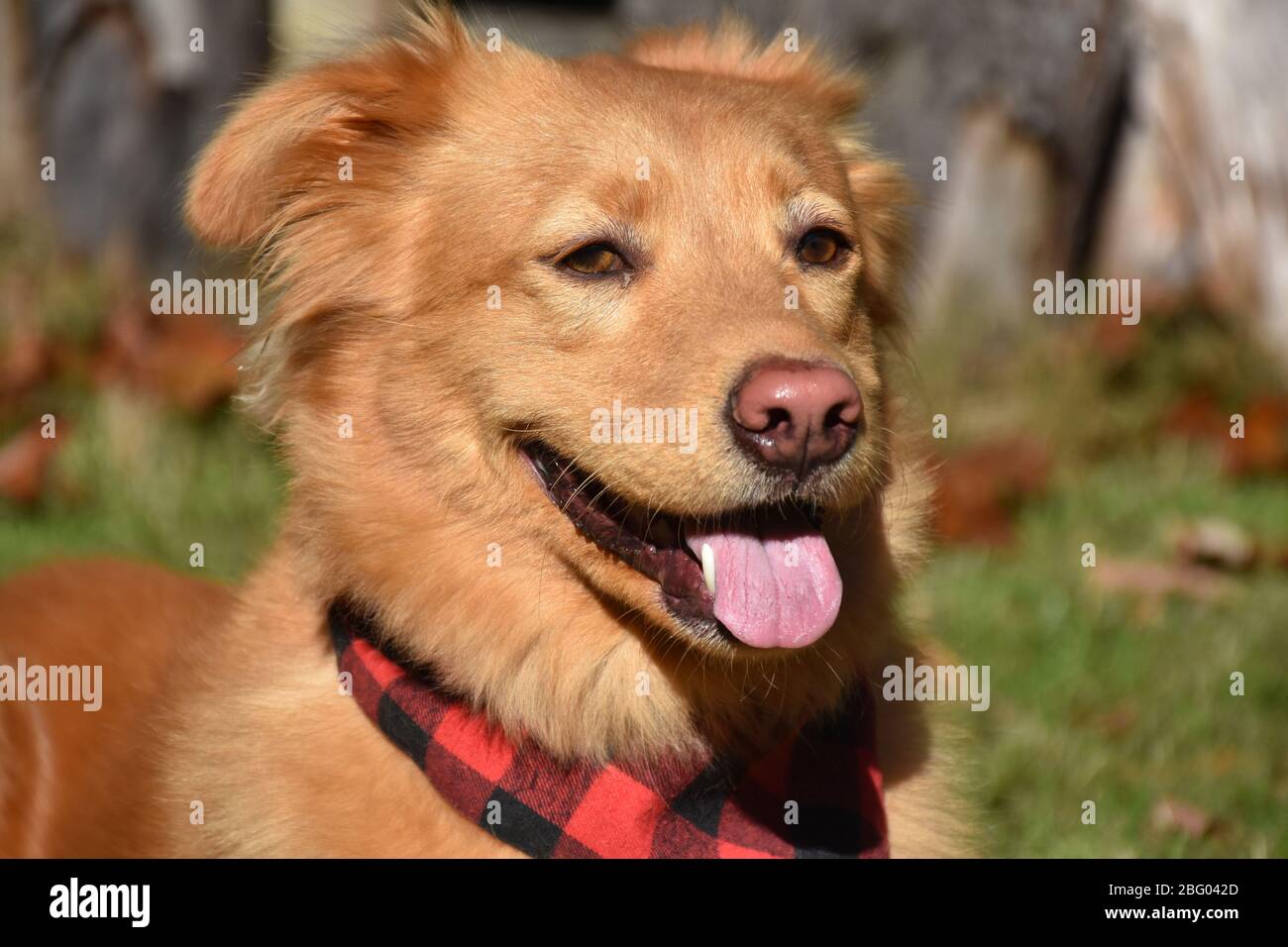Cute red river duck dog wearing a plaid bandana Stock Photo - Alamy