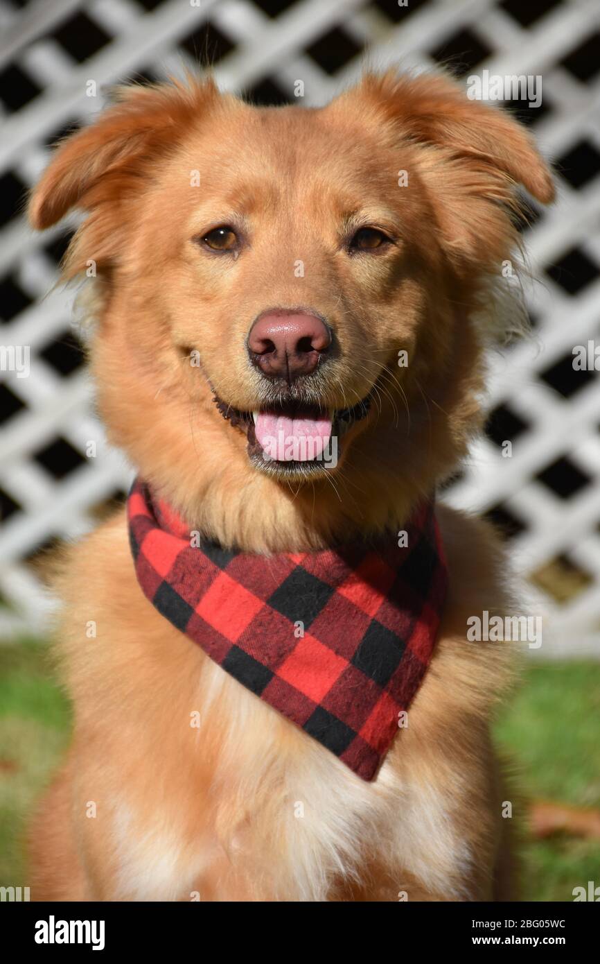 Adorable toller with a bandana and a big smile Stock Photo - Alamy