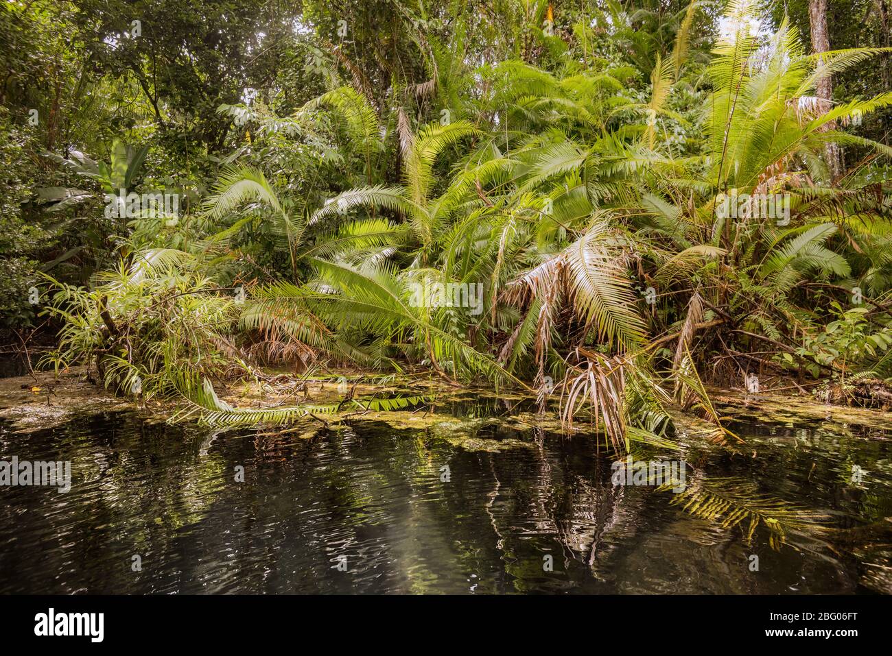 View of the bush in wetlands and reflection in the water Stock Photo ...