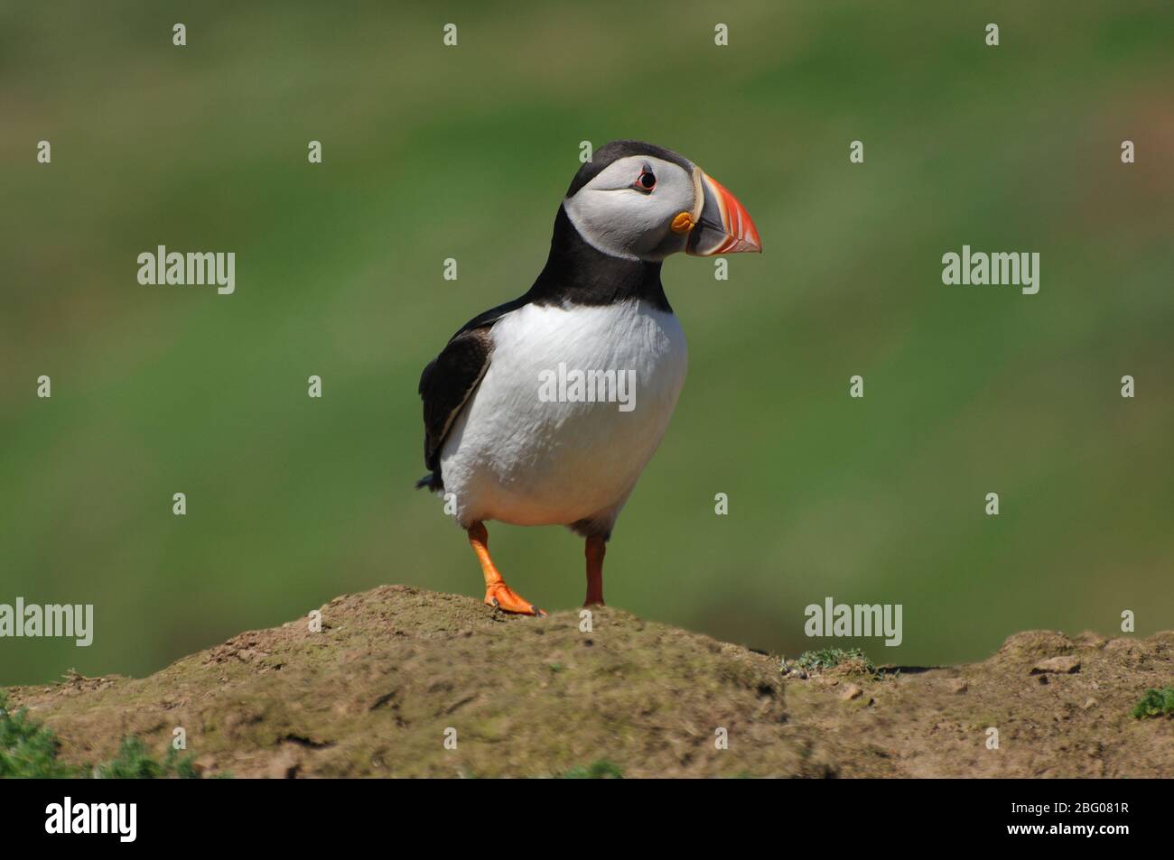 Atlantic puffin face hi-res stock photography and images - Alamy