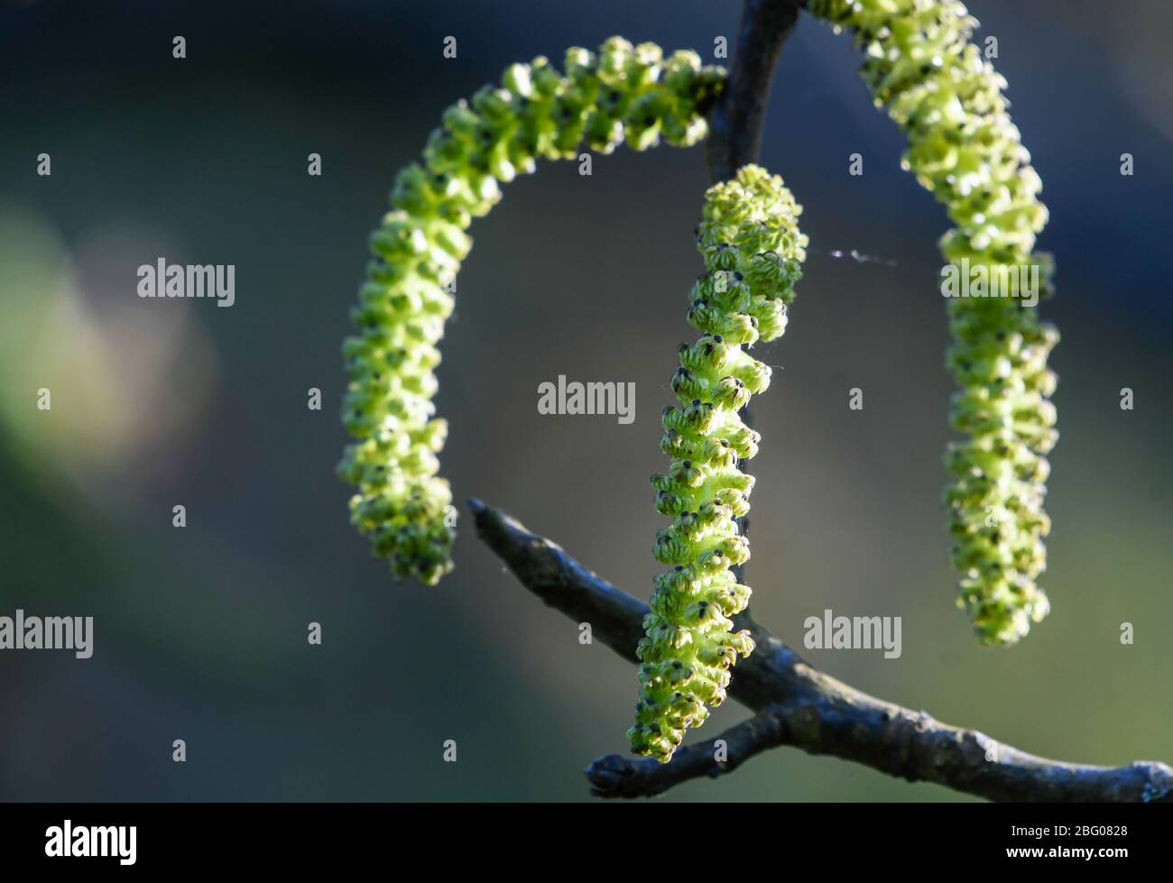Pollination of flowers hi-res stock photography and images - Alamy