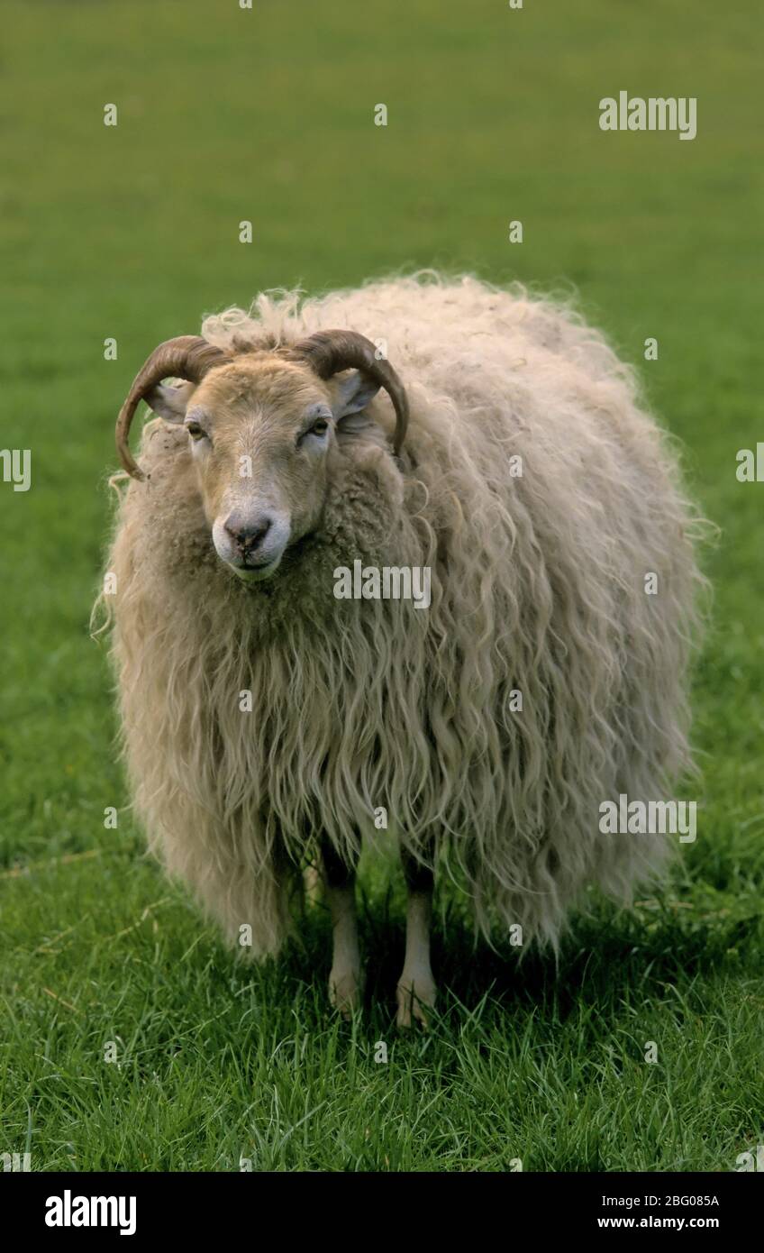 Horned sheep breeds hi-res stock photography and images - Alamy