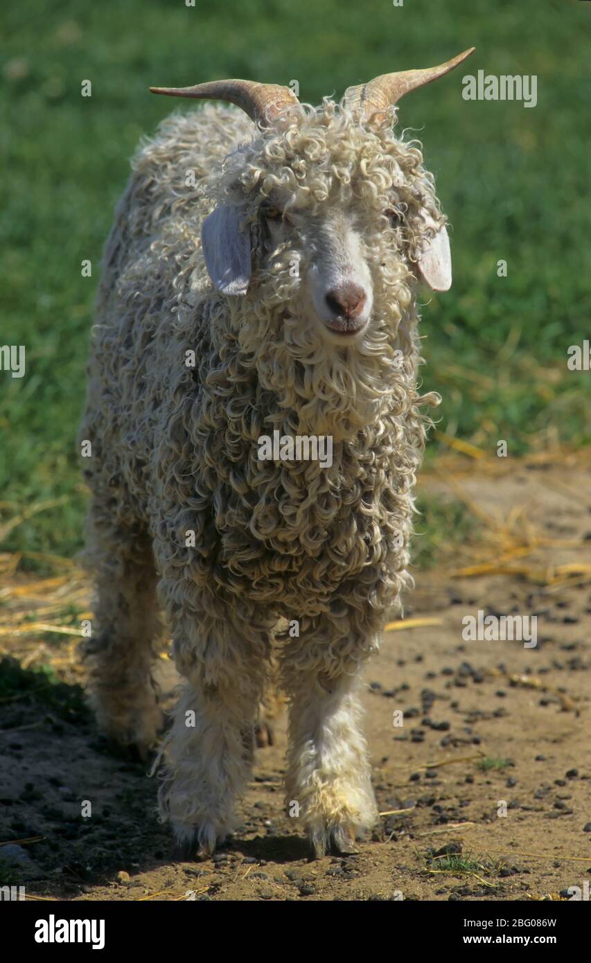 Angora goat horns hi-res stock photography and images - Alamy
