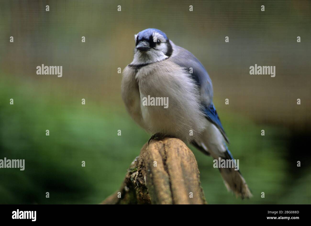 Blue Jay (Cyanocitta cristata Stock Photo - Alamy