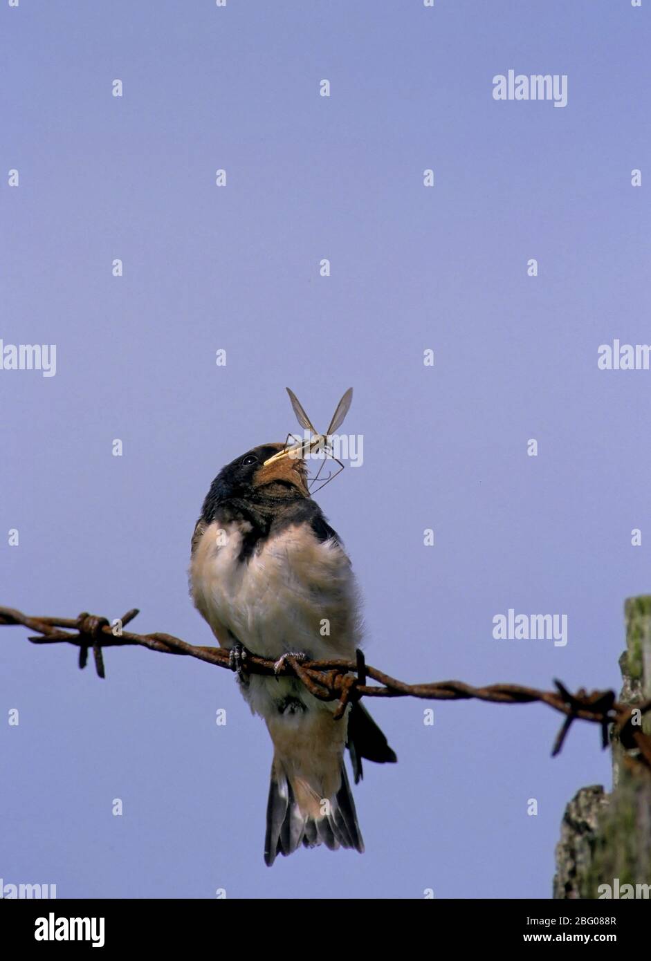 Barn Swallow Bugs Bites