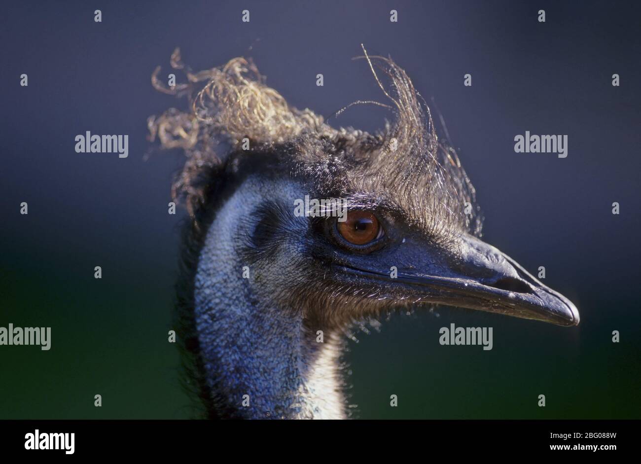 Great Emu (Dromaius novaehollandiae Stock Photo - Alamy