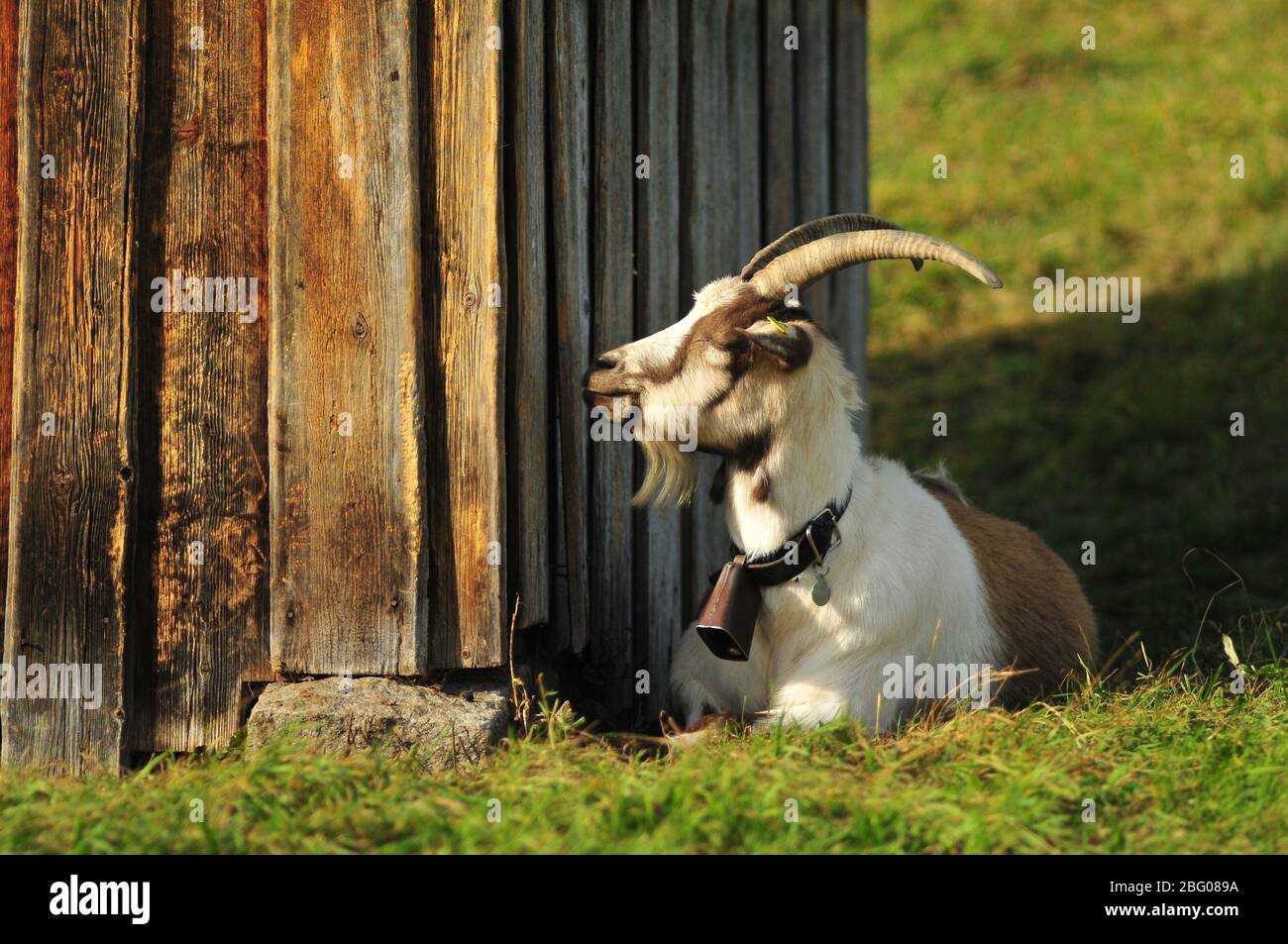 Goat In Sun High Resolution Stock Photography and Images - Alamy