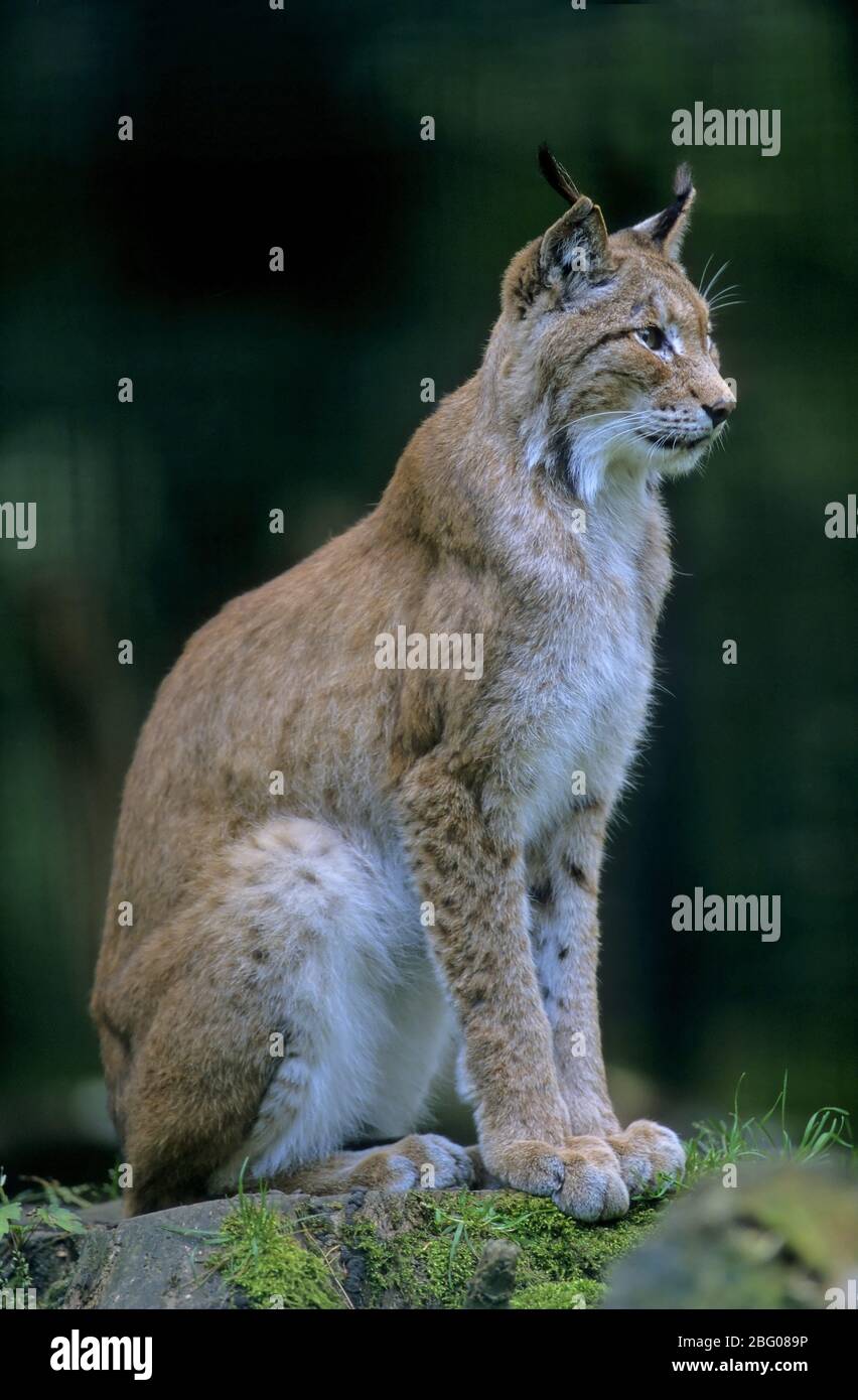 European Lynx, Eurasian Lynx (Lynx lynx Stock Photo - Alamy