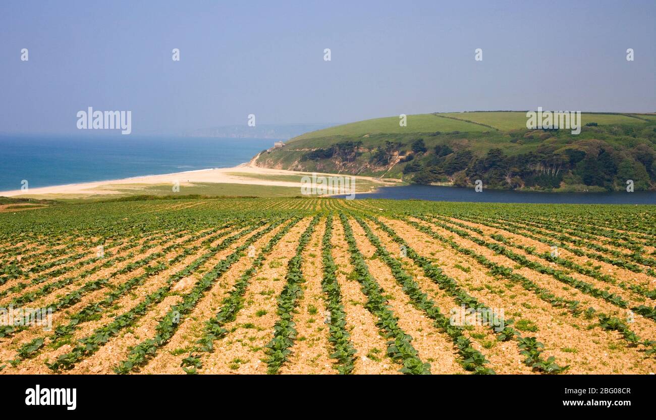 Cornish agriculture hi-res stock photography and images - Alamy