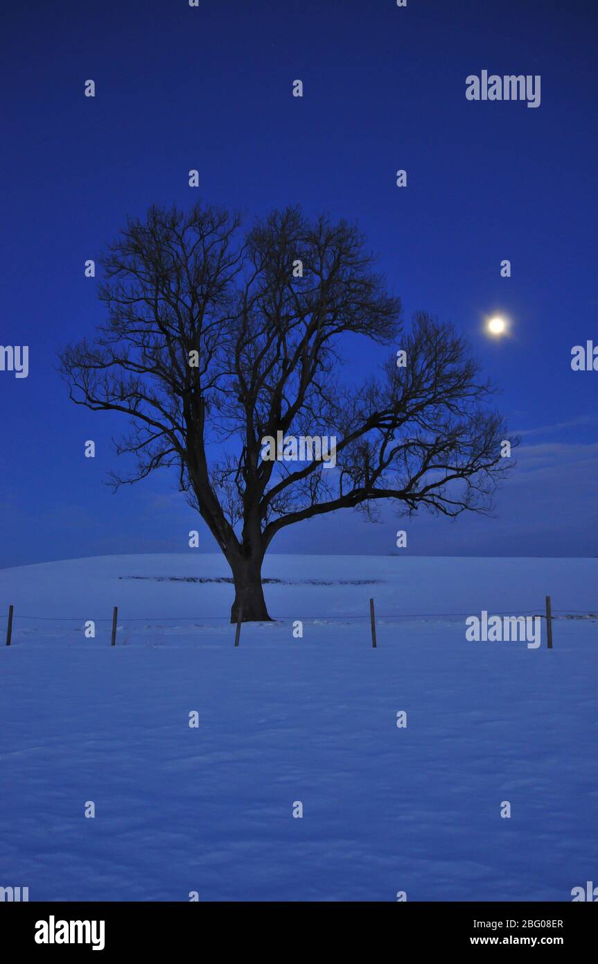 Tree with moon hi-res stock photography and images - Alamy