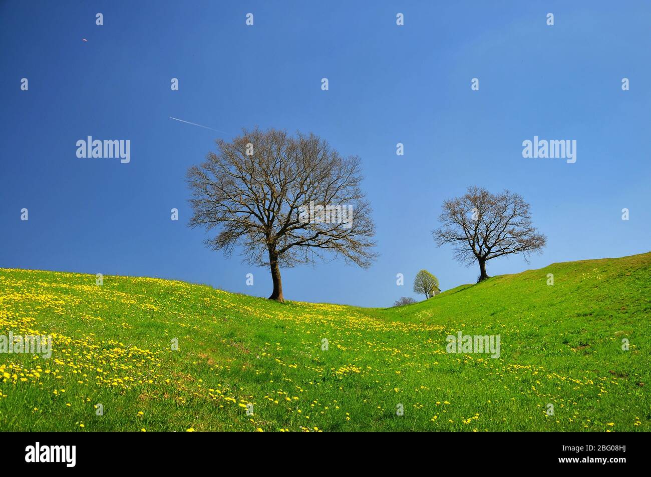 Spring meadow in the Bavarian foothills of the Alps, Bavaria, Germany ...