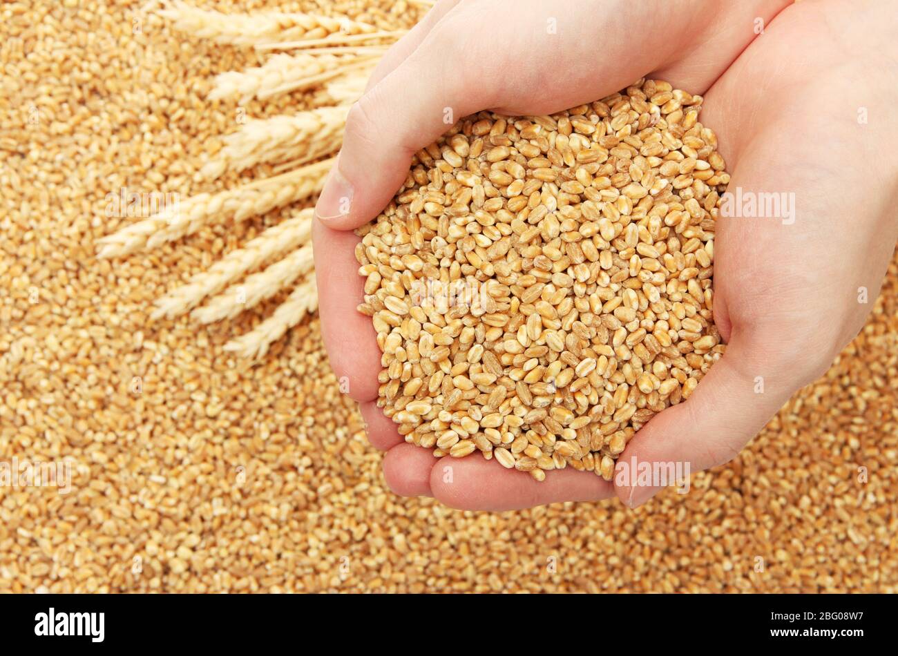man hands with grain, on wheat background Stock Photo - Alamy