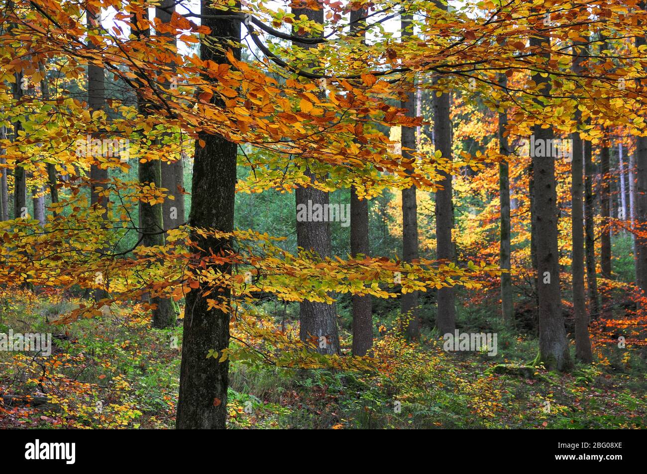 Bavaria beech hi-res stock photography and images - Alamy