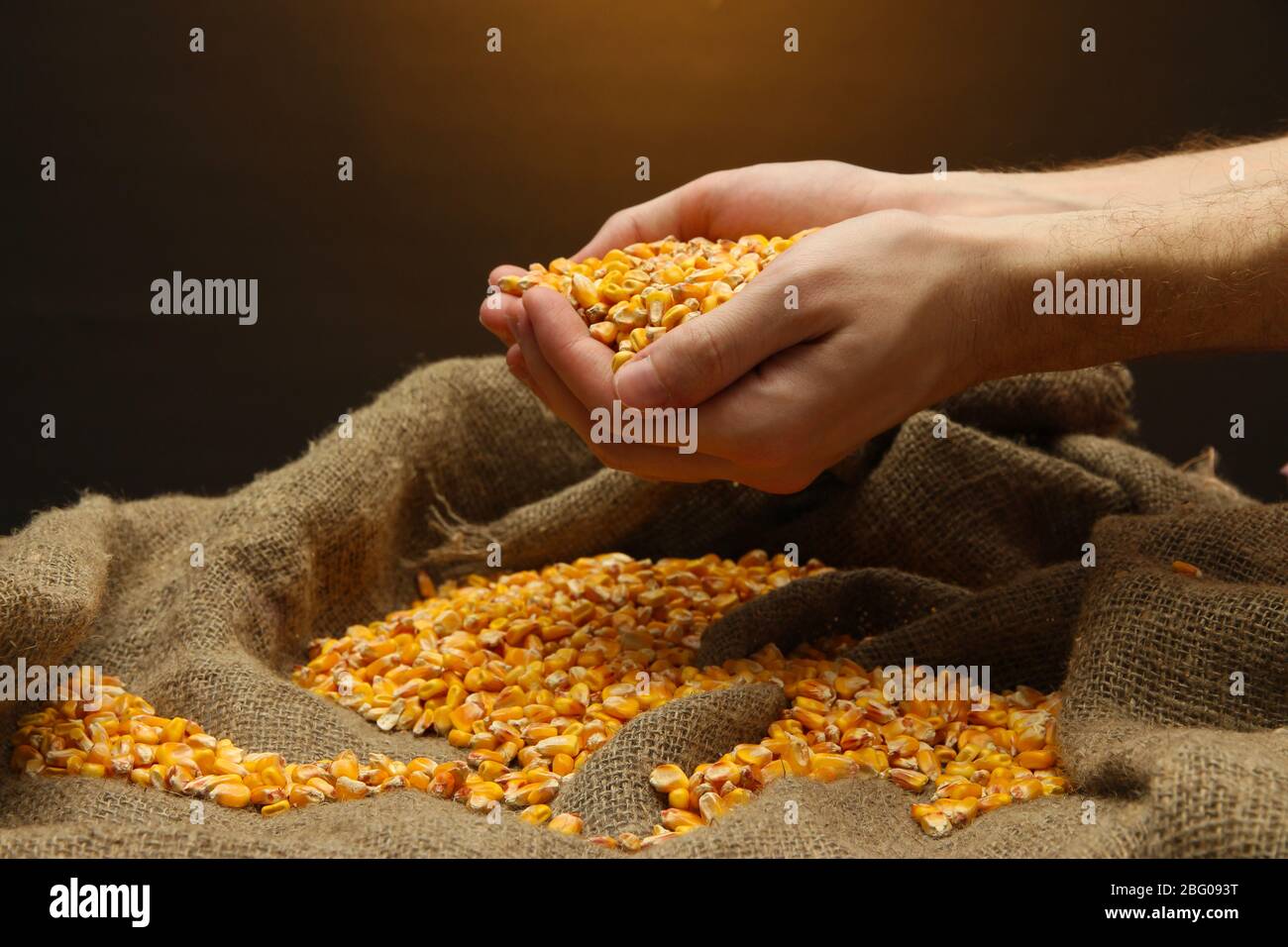 man hands with grain, on brown corn background Stock Photo - Alamy
