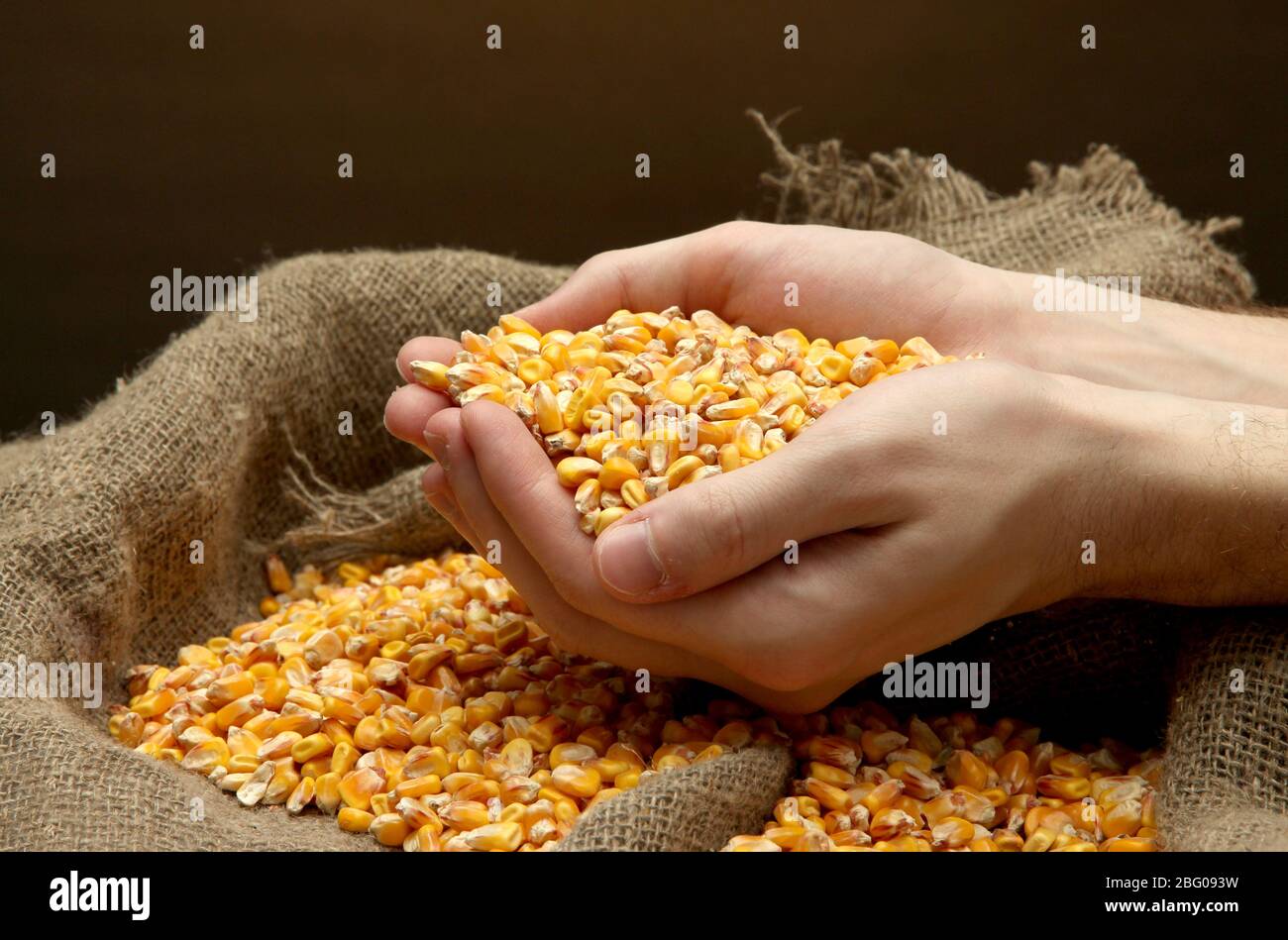 man hands with grain, on brown corn background Stock Photo - Alamy