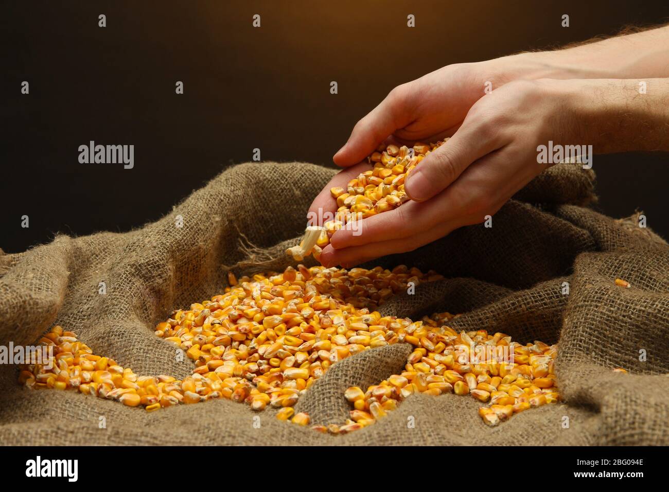 man hands with grain, on brown corn background Stock Photo - Alamy