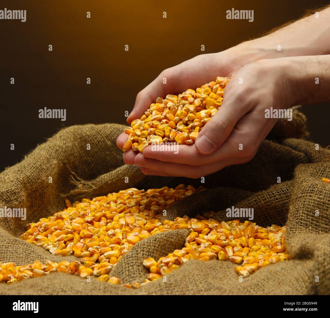 man hands with grain, on brown corn background Stock Photo - Alamy
