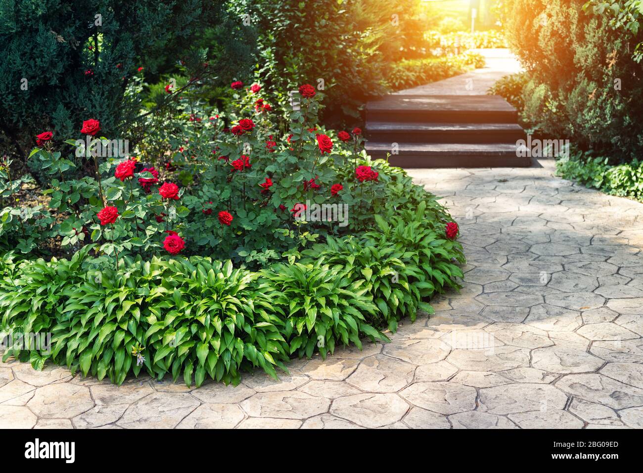 Rose bush hosta hi-res stock photography and images - Alamy