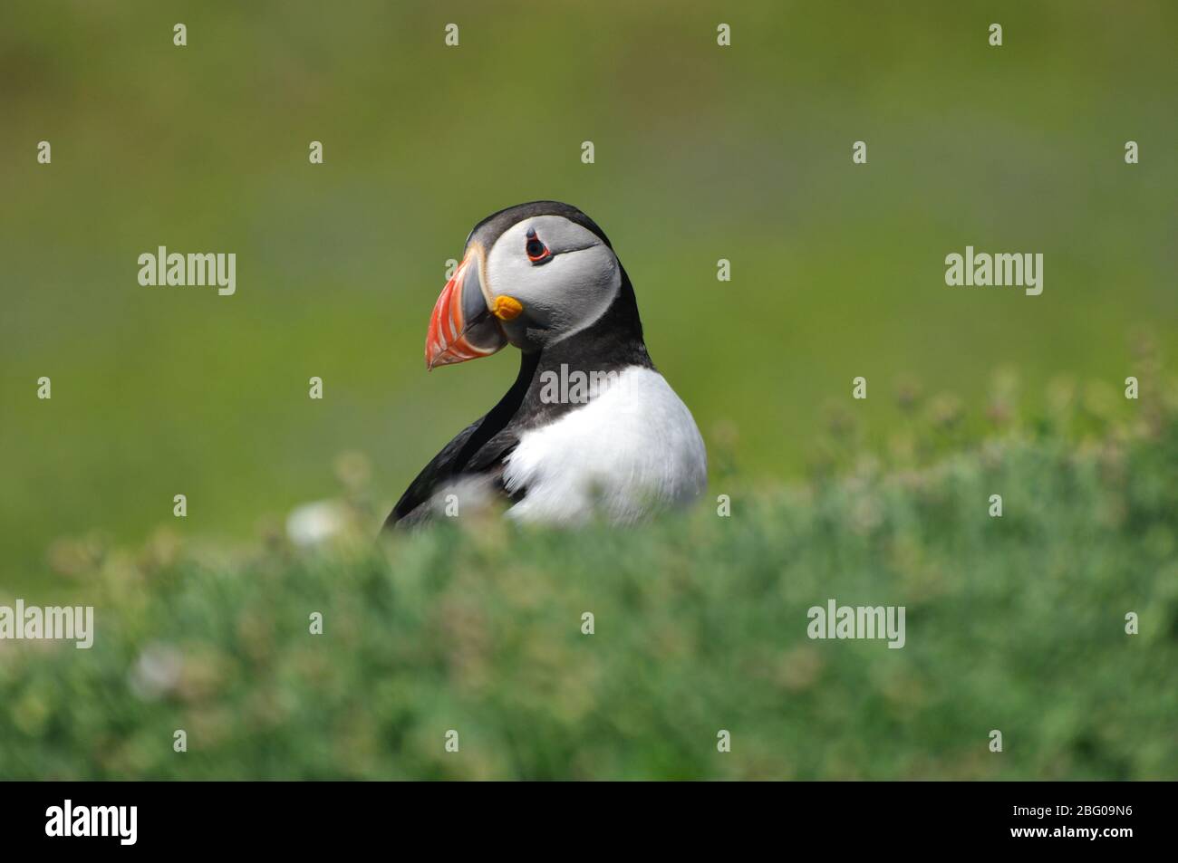 Atlantic puffin face hi-res stock photography and images - Alamy