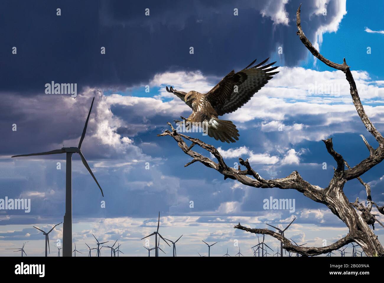 A feathery predator, an eagle settling on a dry tree against the ...