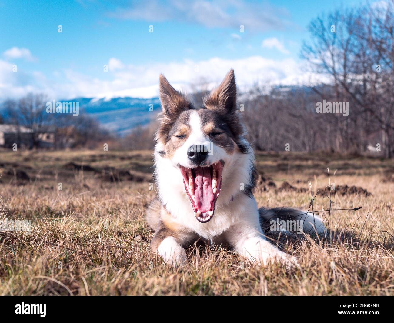 Border collie yawning with snow mountain behind in the pyrenees ...