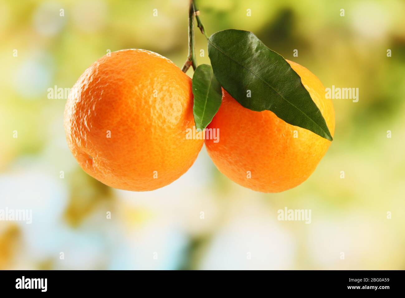 Ripe sweet tangerines with leaves, on green background Stock Photo - Alamy