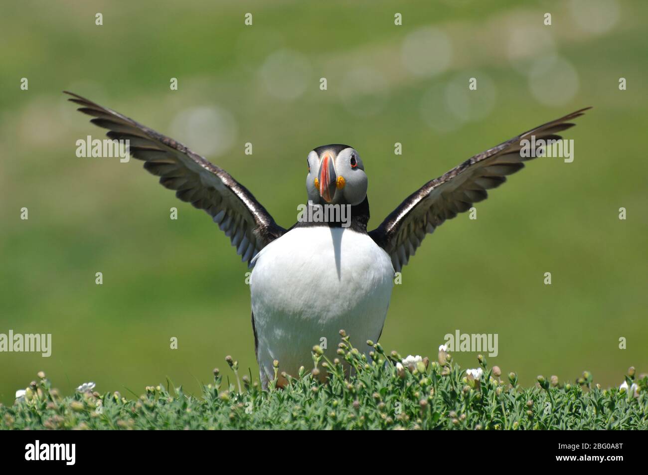 Face to face with Atlantic puffin Stock Photo - Alamy