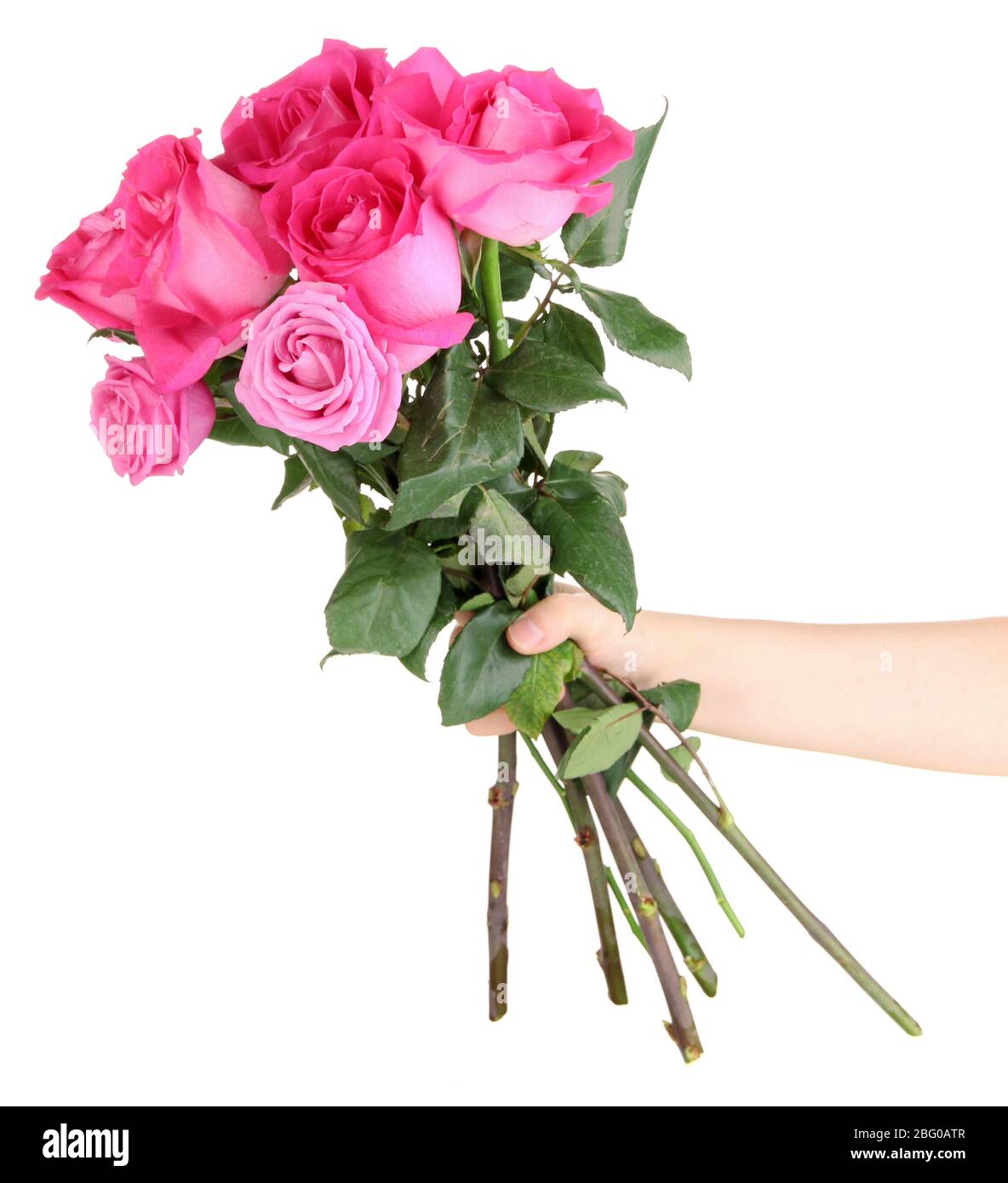 Beautiful pink roses in hand isolated on white Stock Photo - Alamy