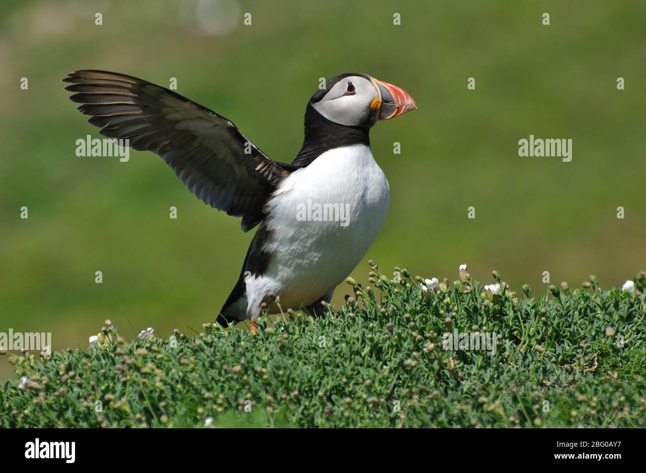 Face to face with Atlantic puffin Stock Photo - Alamy