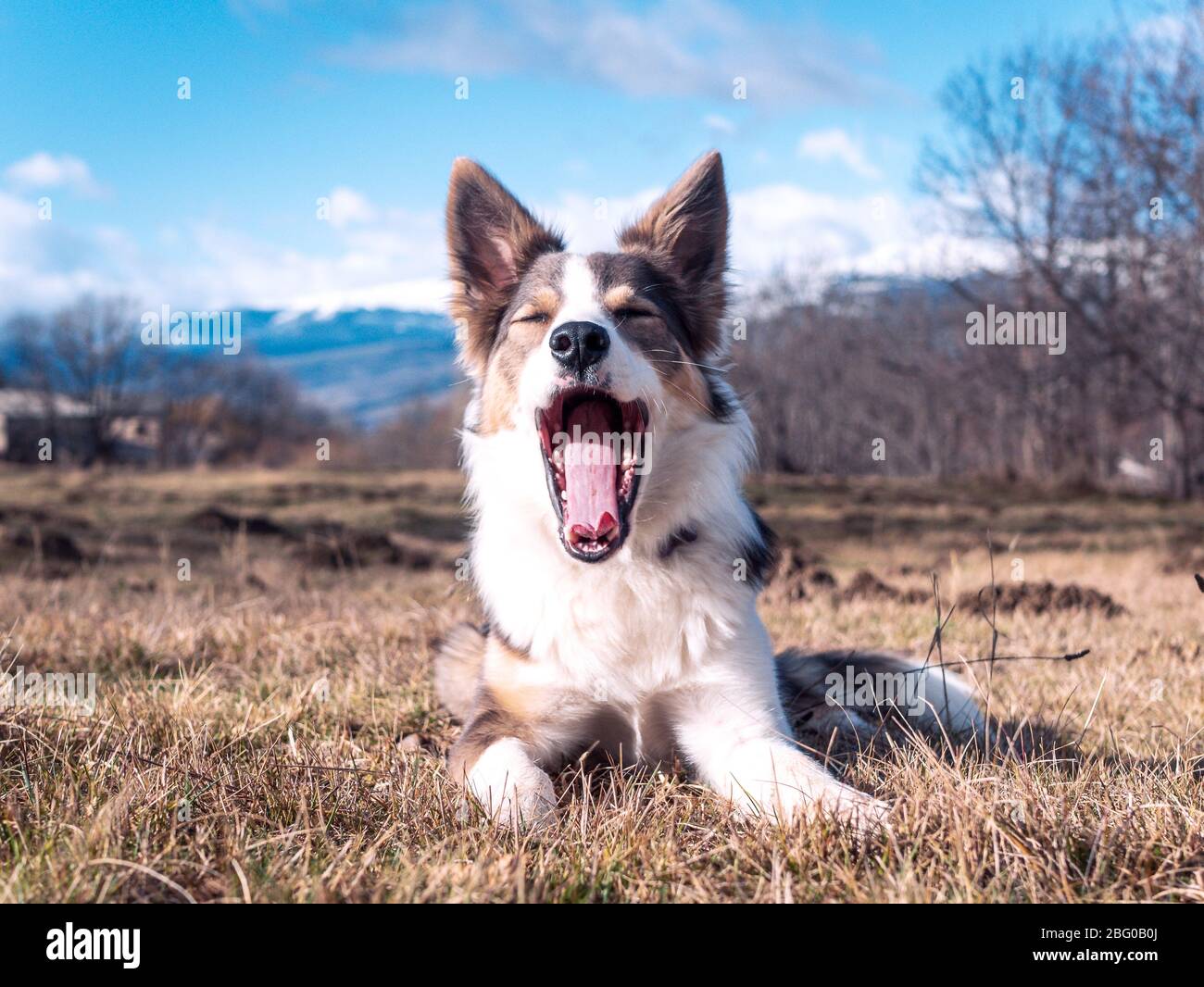 Border collie yawning with snow mountain behind in the pyrenees ...