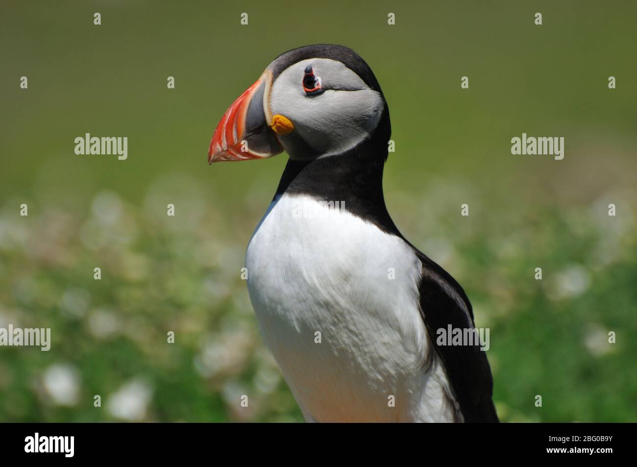 Face to face with Atlantic puffin Stock Photo - Alamy