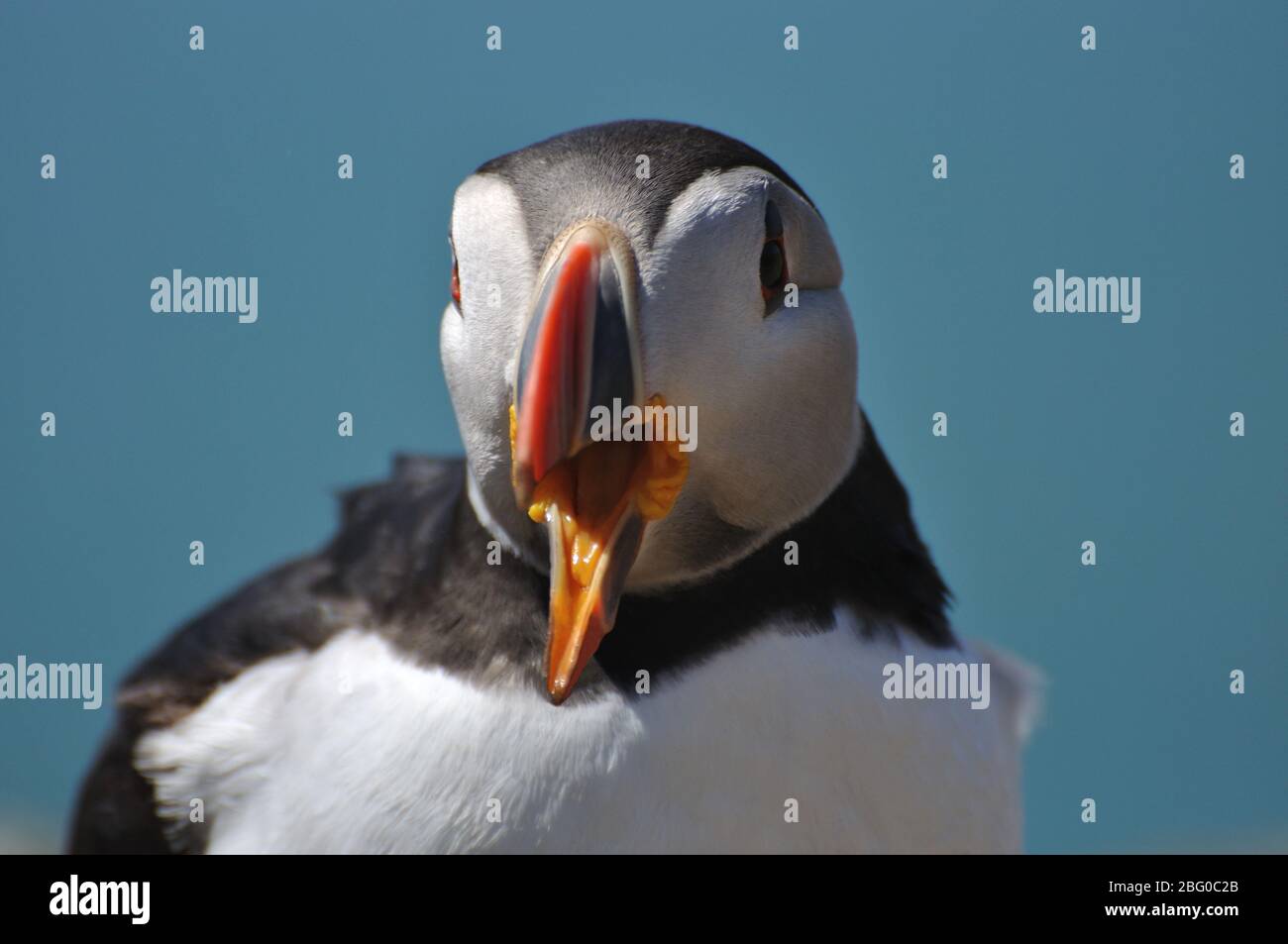 Face to face with Atlantic puffin Stock Photo - Alamy