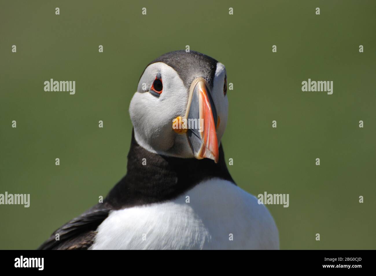 Face to face with Atlantic puffin Stock Photo - Alamy