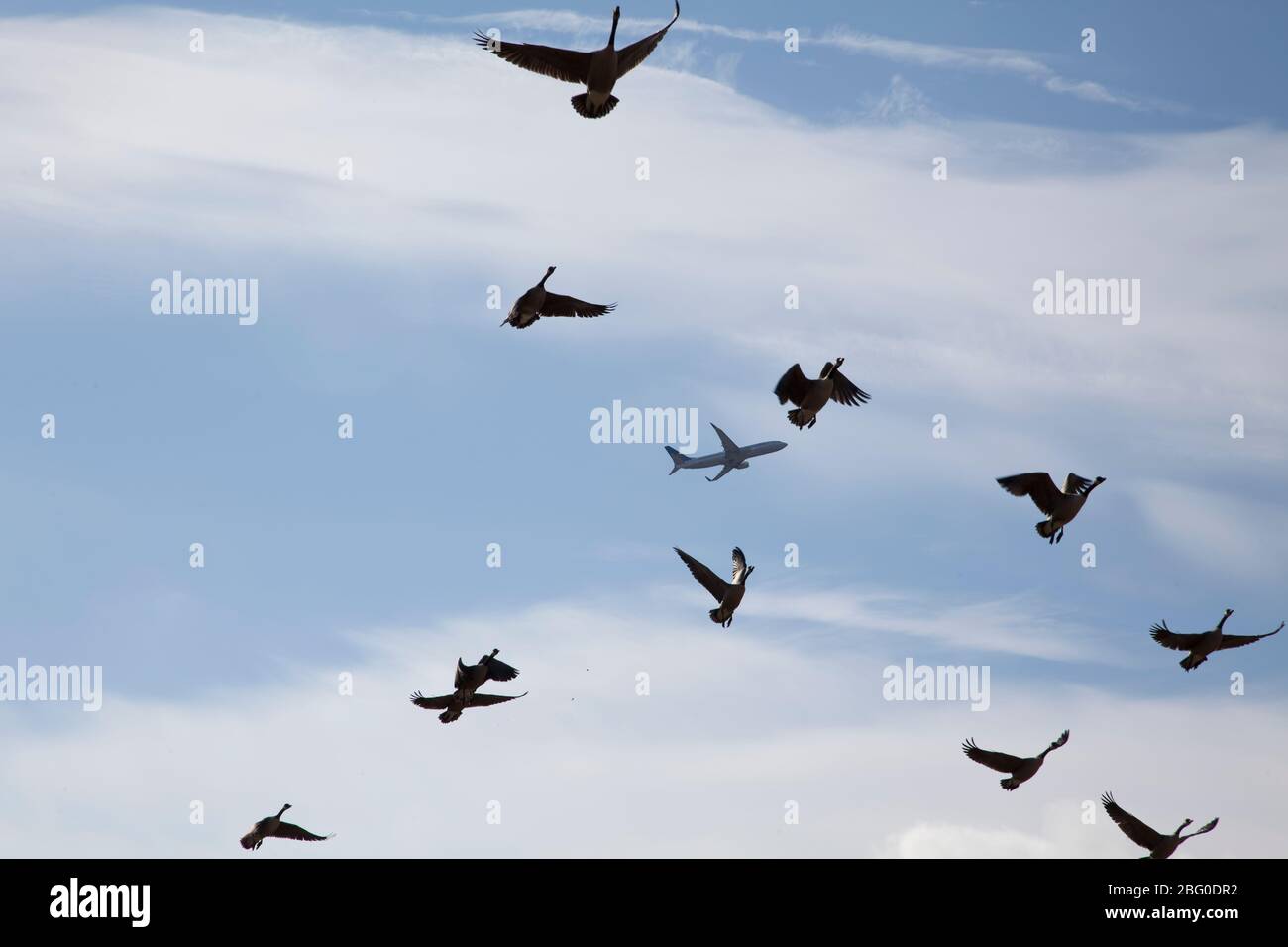 An optical illusion of a distant civil airliner appearing to be among a ...