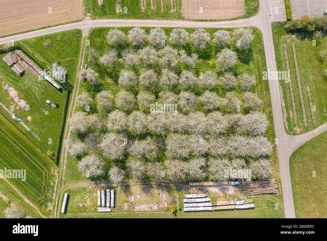 Fruit tree plantation hi-res stock photography and images - Alamy