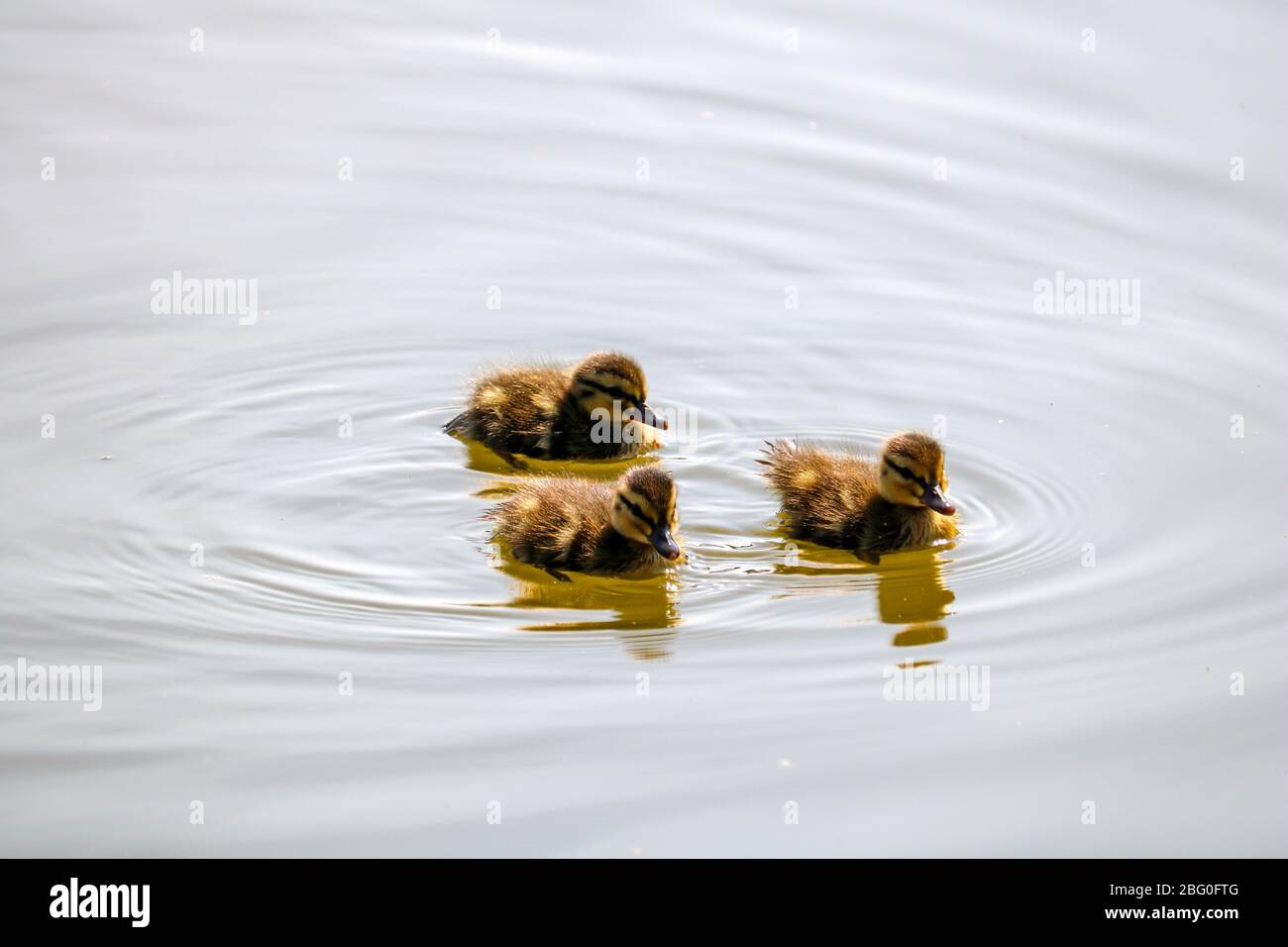 Baby ducks hi-res stock photography and images - Alamy