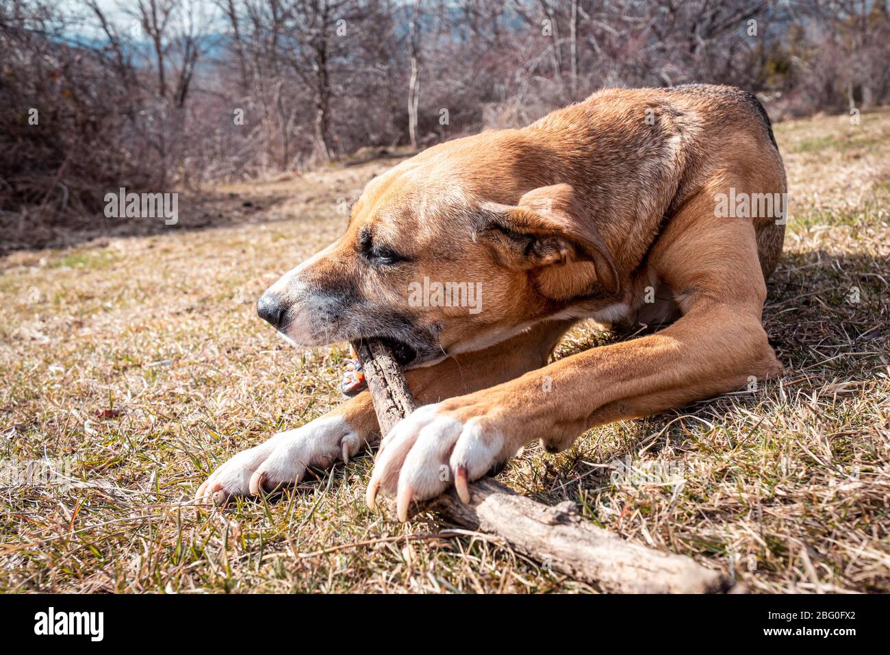 Dog eating stick hi-res stock photography and images - Alamy