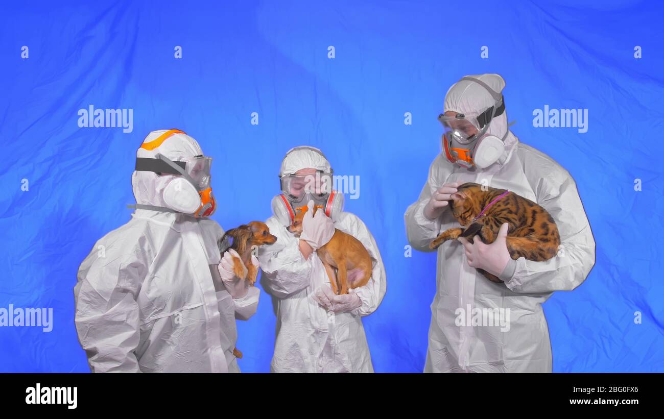 Doctor veterinarian do physical examination and check for animal ...