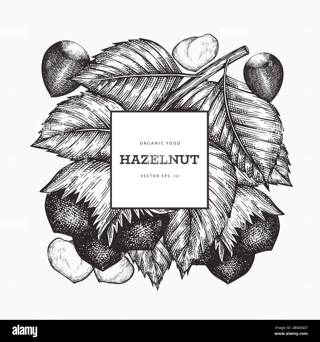 Hand drawn sketch hazelnut design template. Organic food vector ...