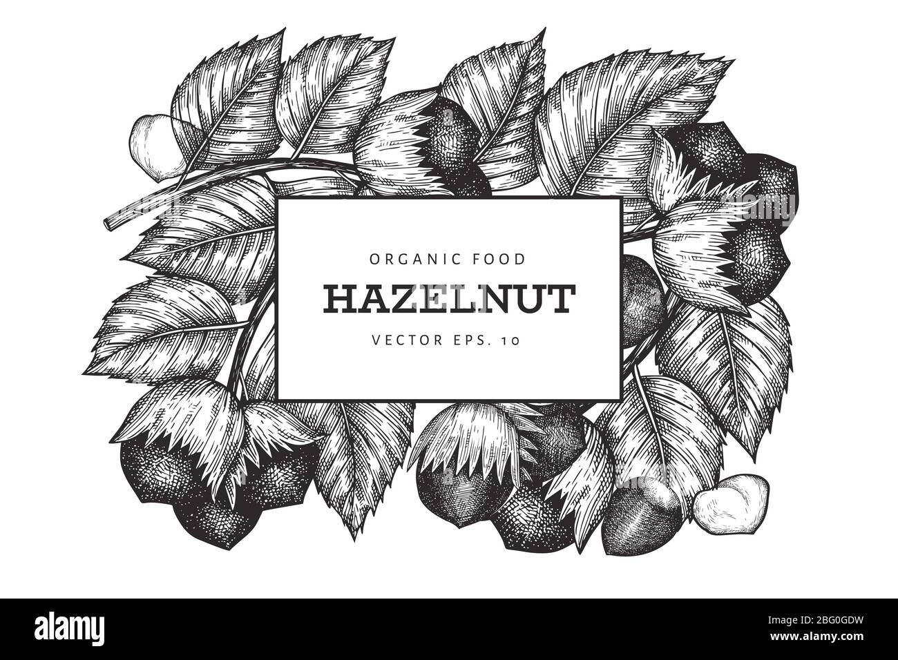Hand drawn sketch hazelnut design template. Organic food vector ...