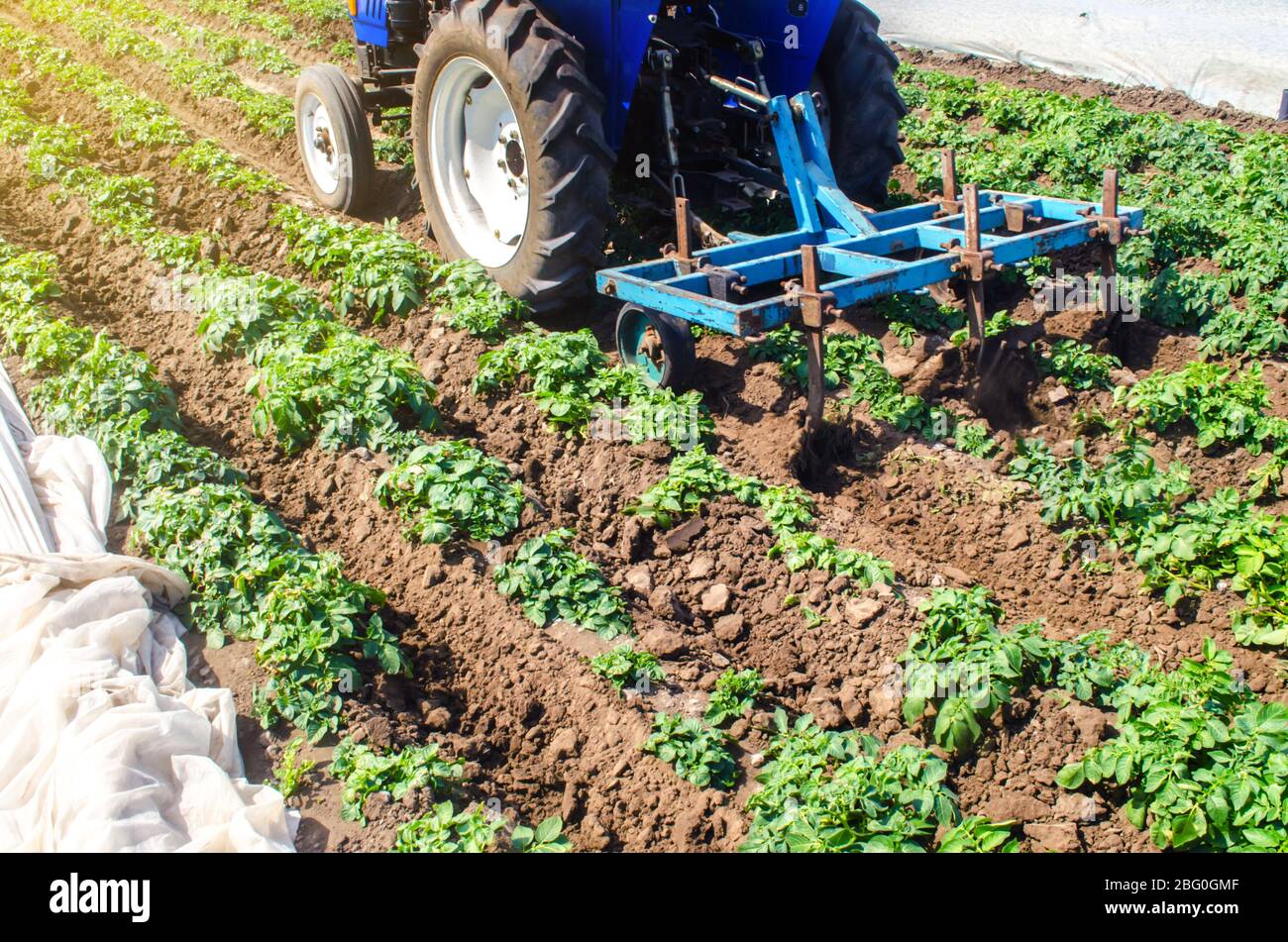 Tractor plows loosens the land of a plantation of a young Riviera ...